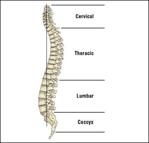 NerdTests.com Quiz: Biologi kap 15-16